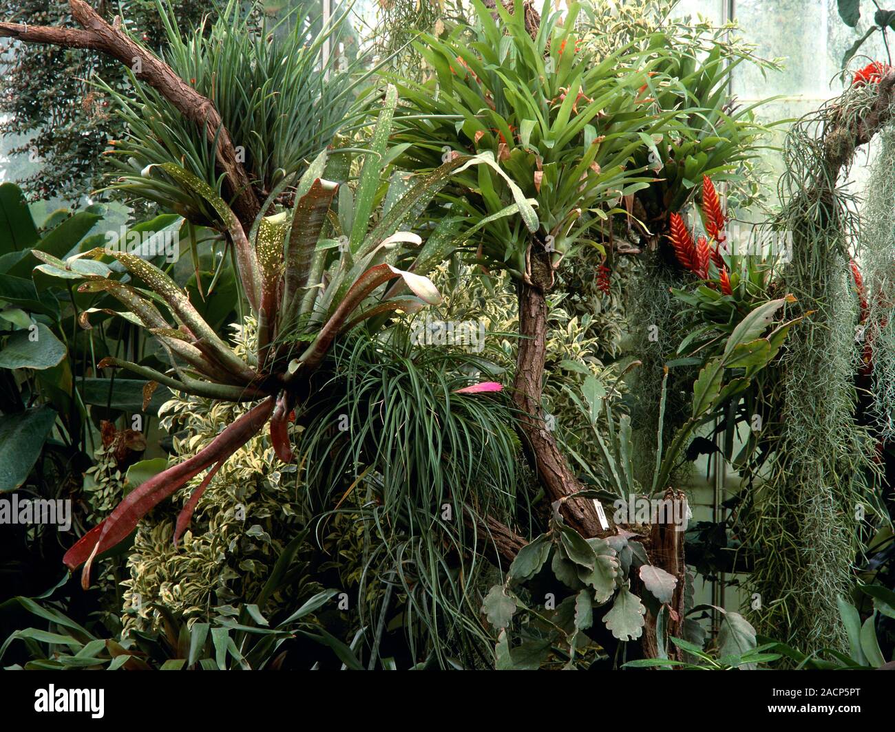 Epiphytic bromelia plants (Bromelia sp., centre and upper left) in a ...