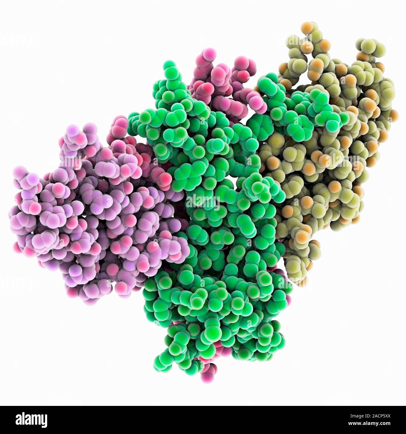 Nerve growth factor bound to receptor, molecular model. Nerve growth ...