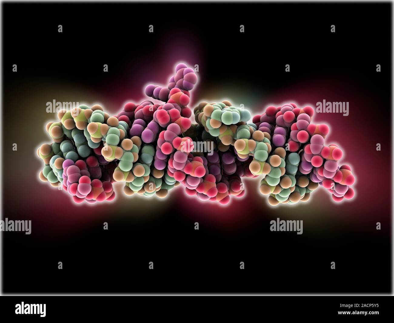 Genomic HIV-RNA duplex, molecular model. This structure shows the ...