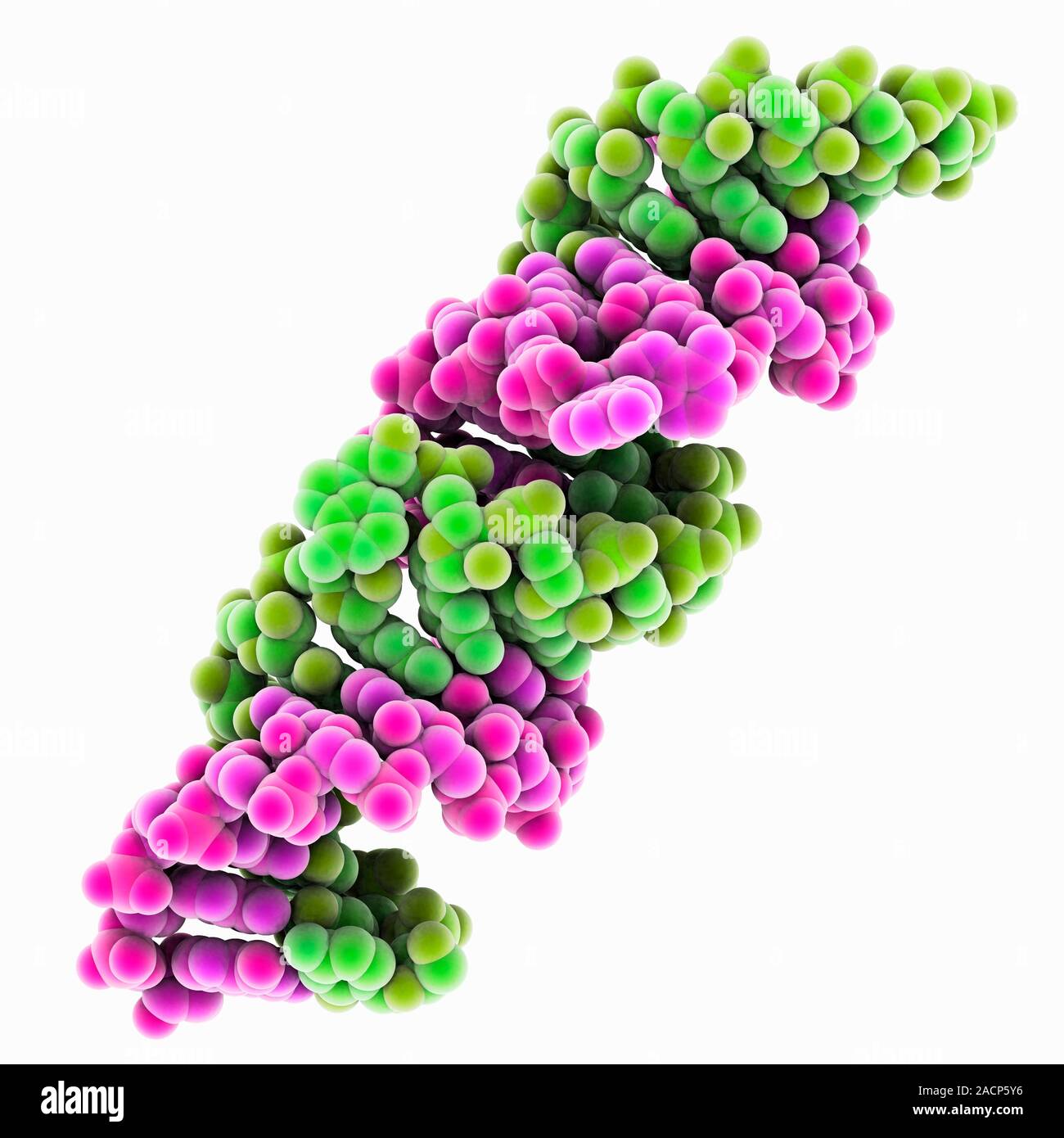 Genomic HIV-RNA duplex, molecular model. This structure shows the ...