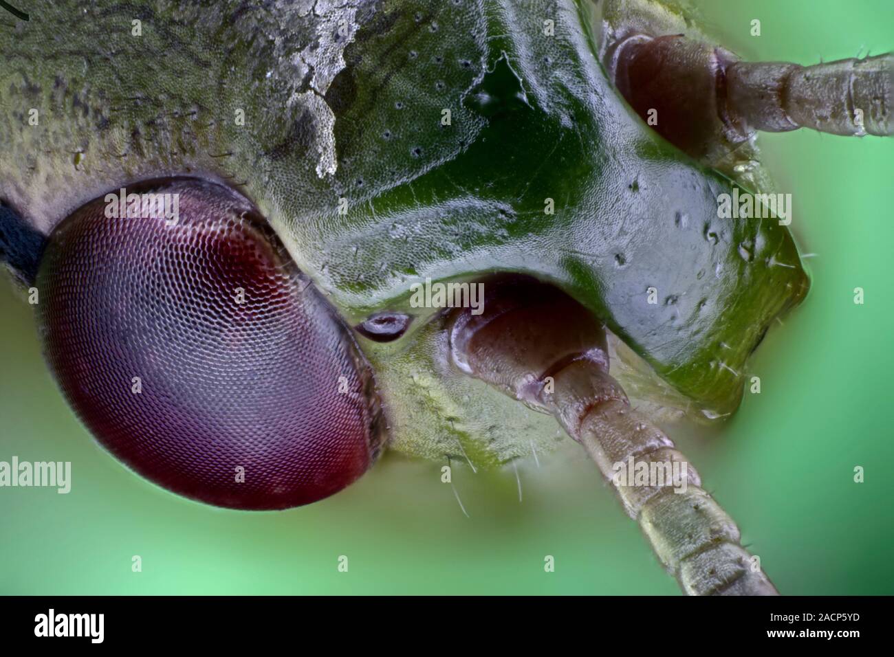 Grasshopper head. Close-up of the head of a grasshopper (order ...