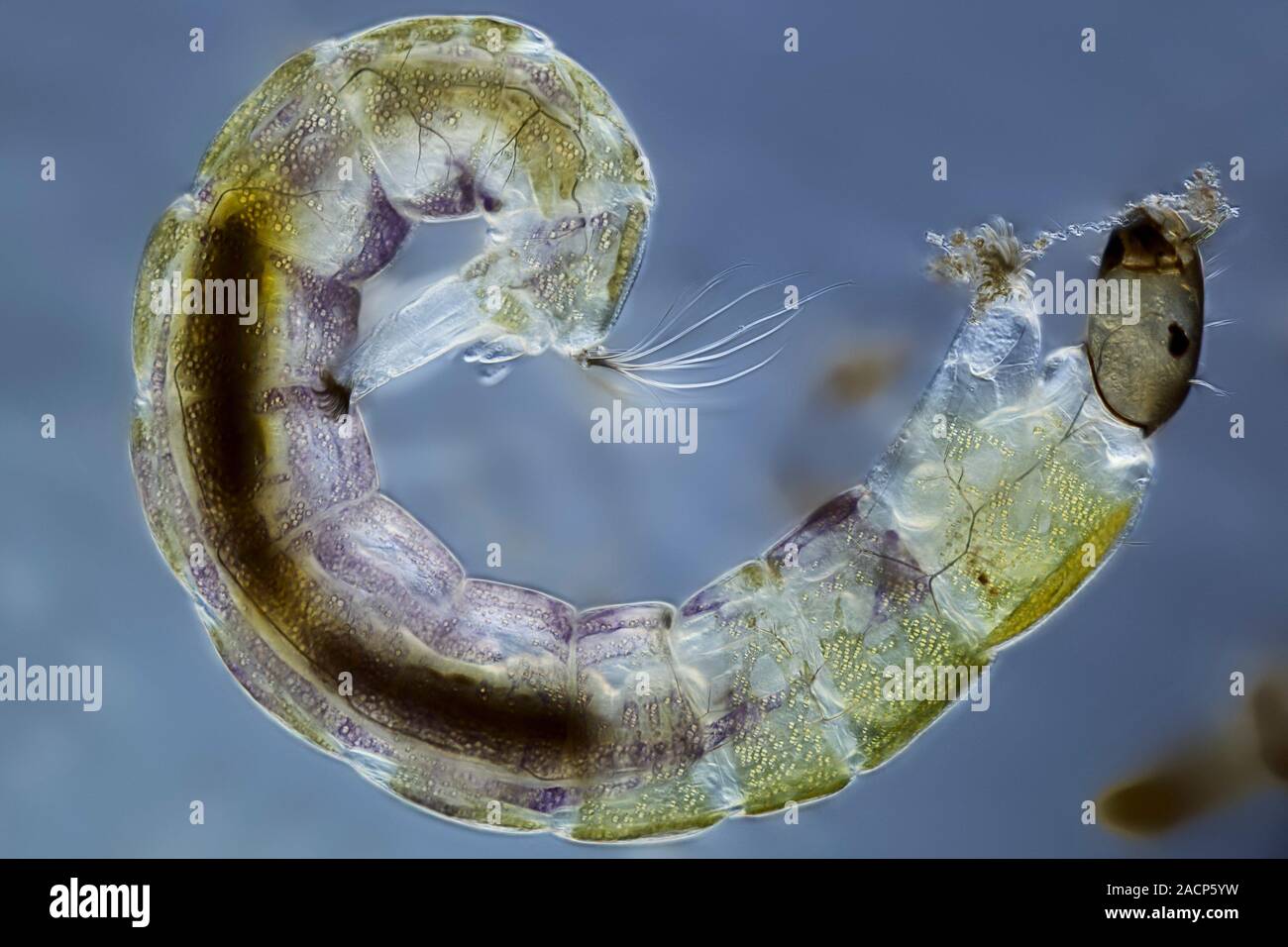 Midge larva. Differential interference contrast (DIC) micrograph of the ...