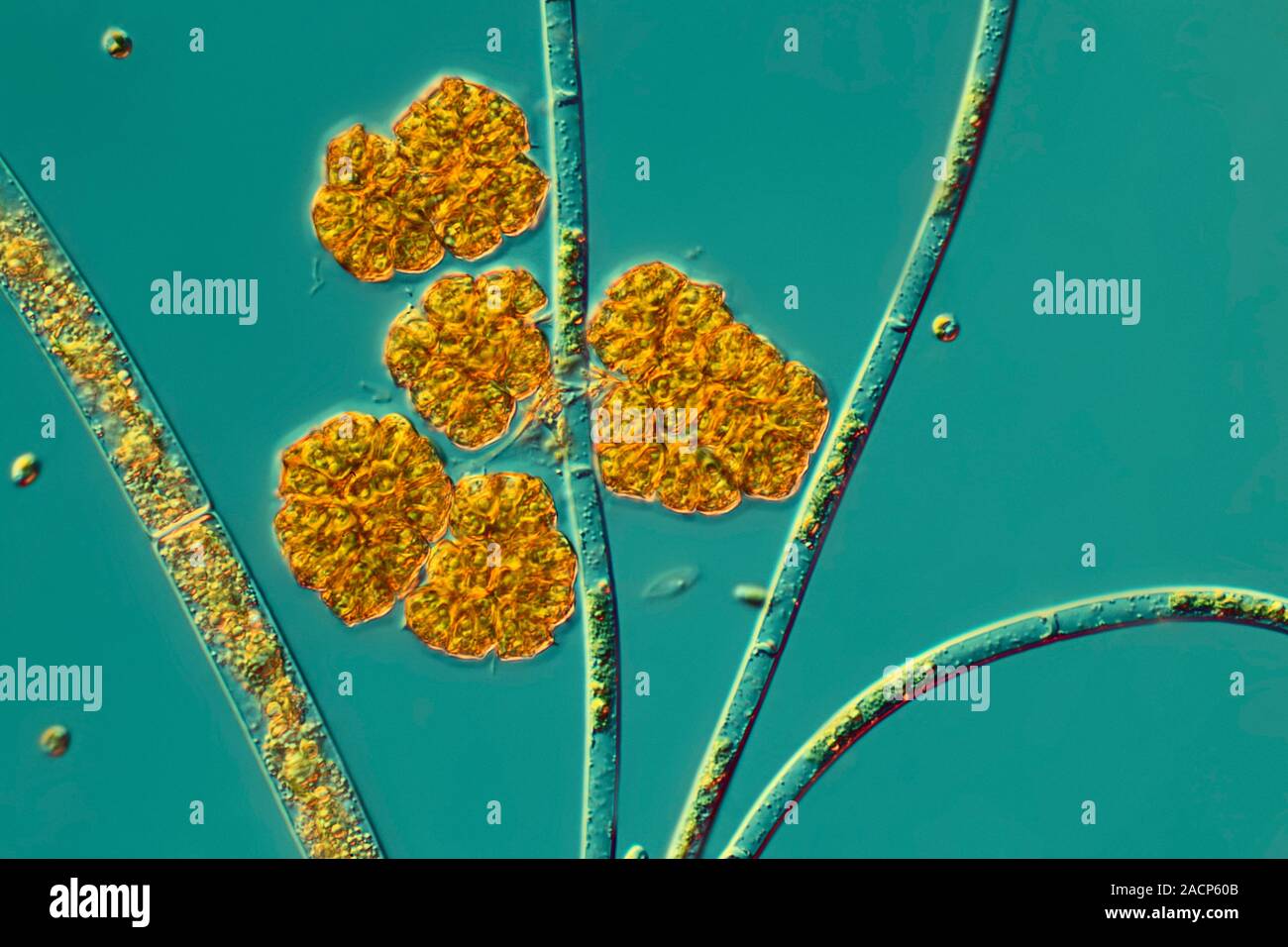 Microalgae. Differential interference contrast (DIC) micrograph of ...