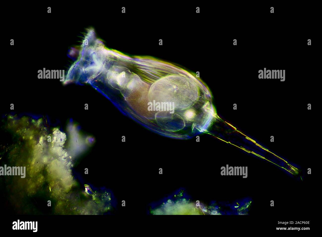 Rotifer. Darkfield illuminated light micrograph of a rotifer (phylum ...