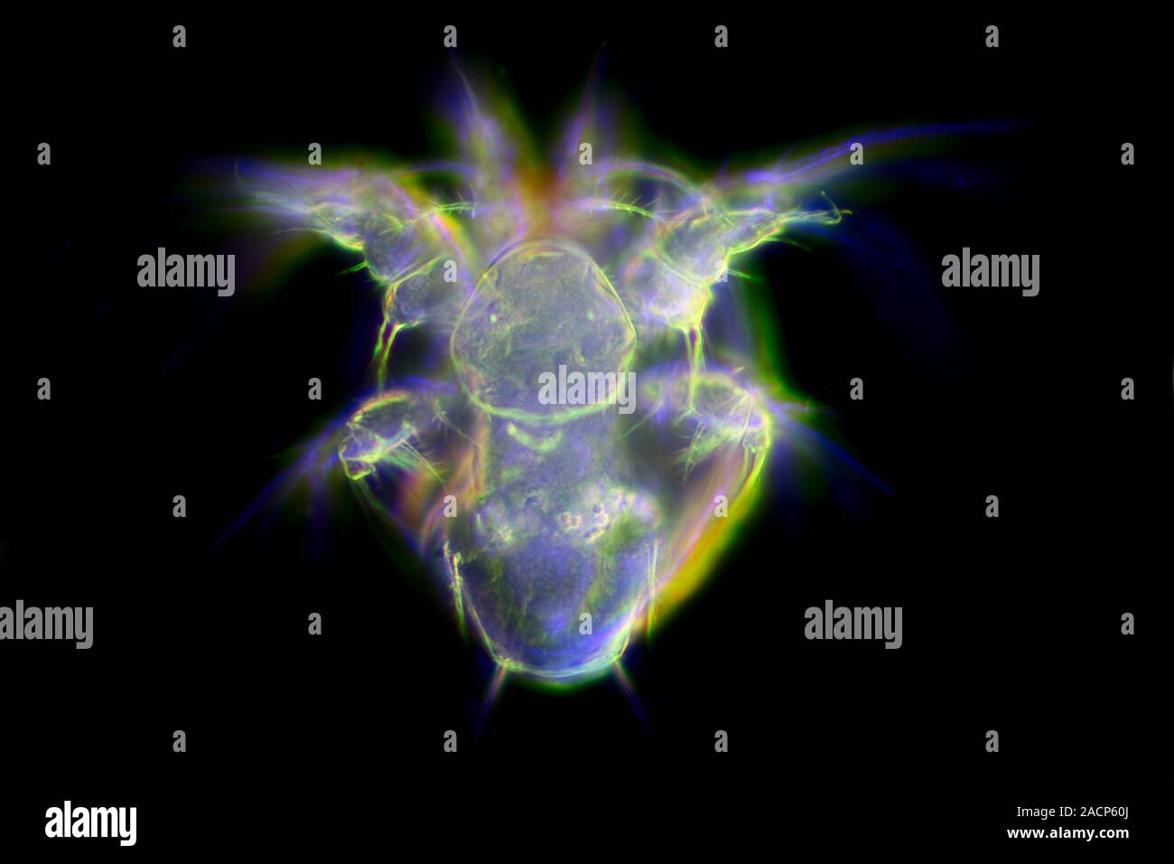 Copepod larva. Darkfield illuminated light micrograph of a nauplius ...