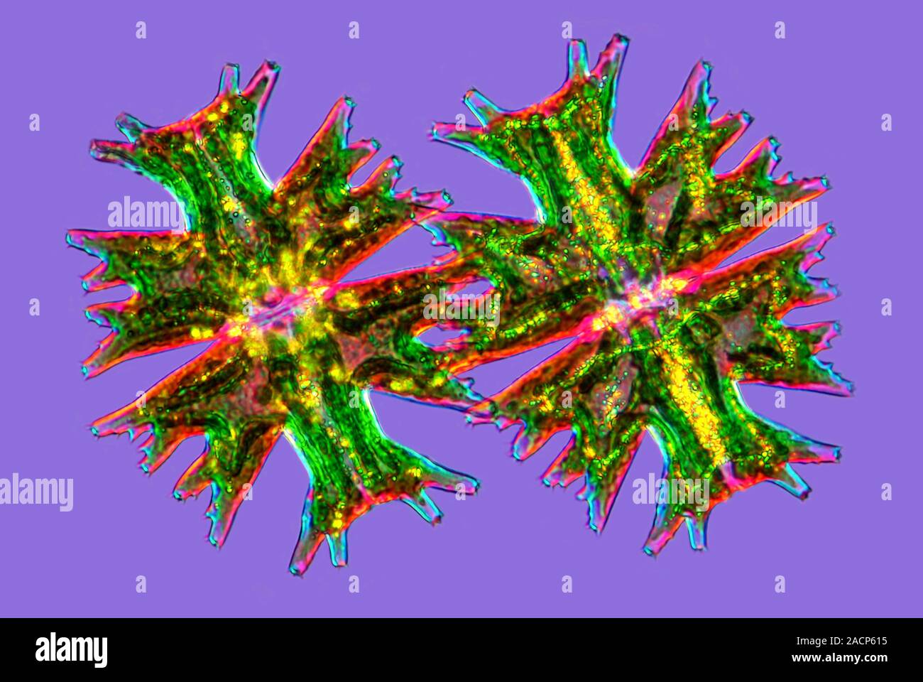 Micrasterias desmids. Polarised light micrograph of Micrasterias ...