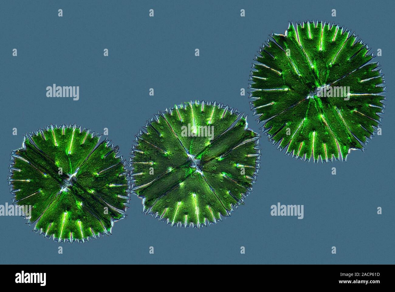 Micrasterias desmids. Polarised light micrograph of Micrasterias rotata ...