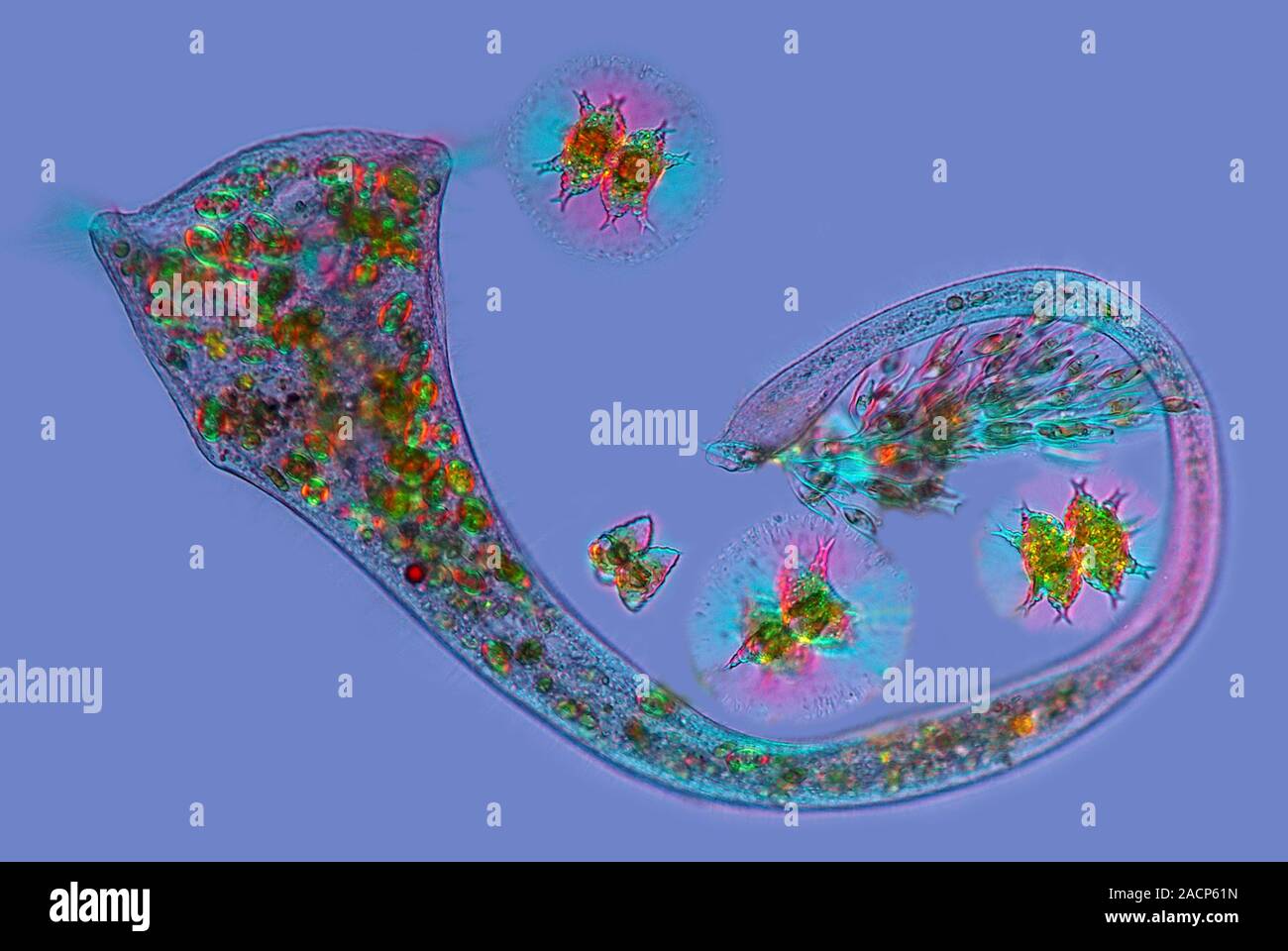 Desmids. Polarised light micrograph of various species of desmid green ...