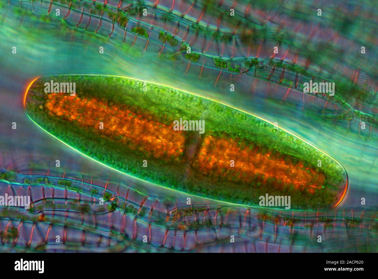 Netrium desmid. Polarised light micrograph of a Netrium sp. desmid ...