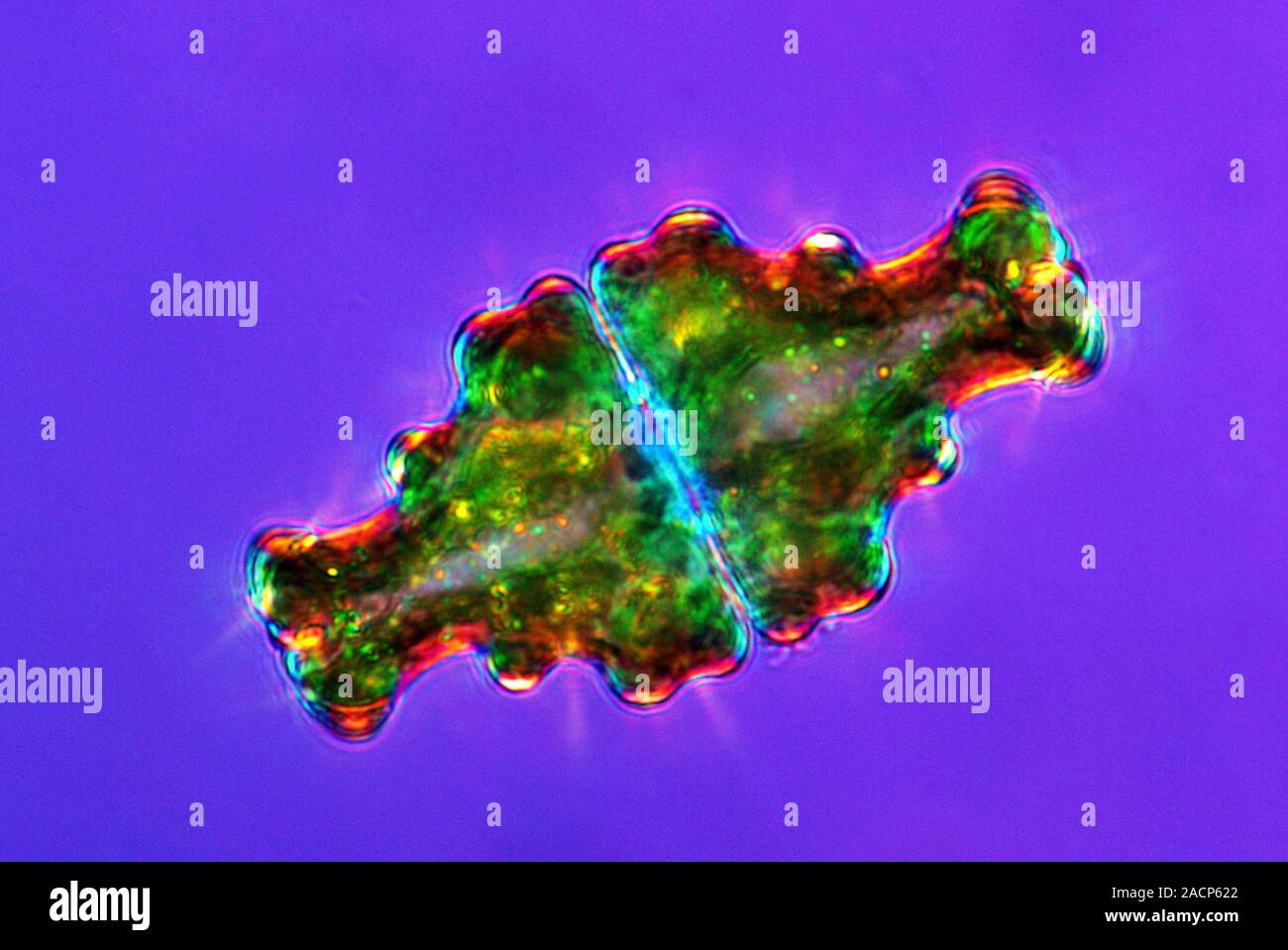 Euastrum desmids. Polarised light micrograph of Euastrum sp. desmid ...