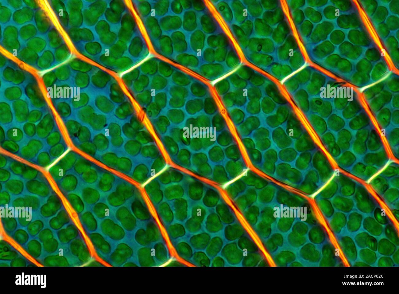 Moss cells, polarised light micrograph. Magnification: x400 when ...