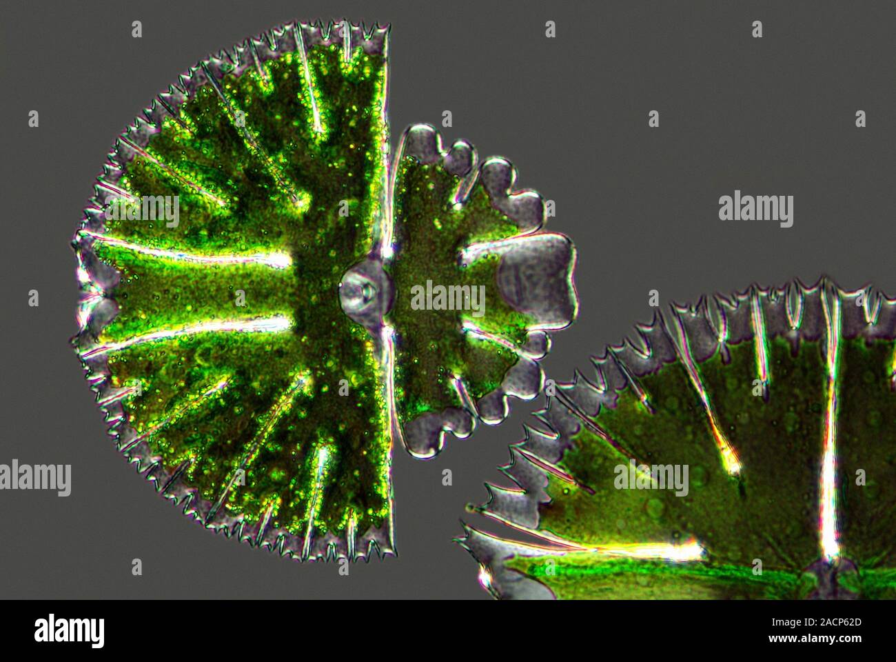 Micrasterias desmids. Polarised light micrograph of Micrasterias rotata ...
