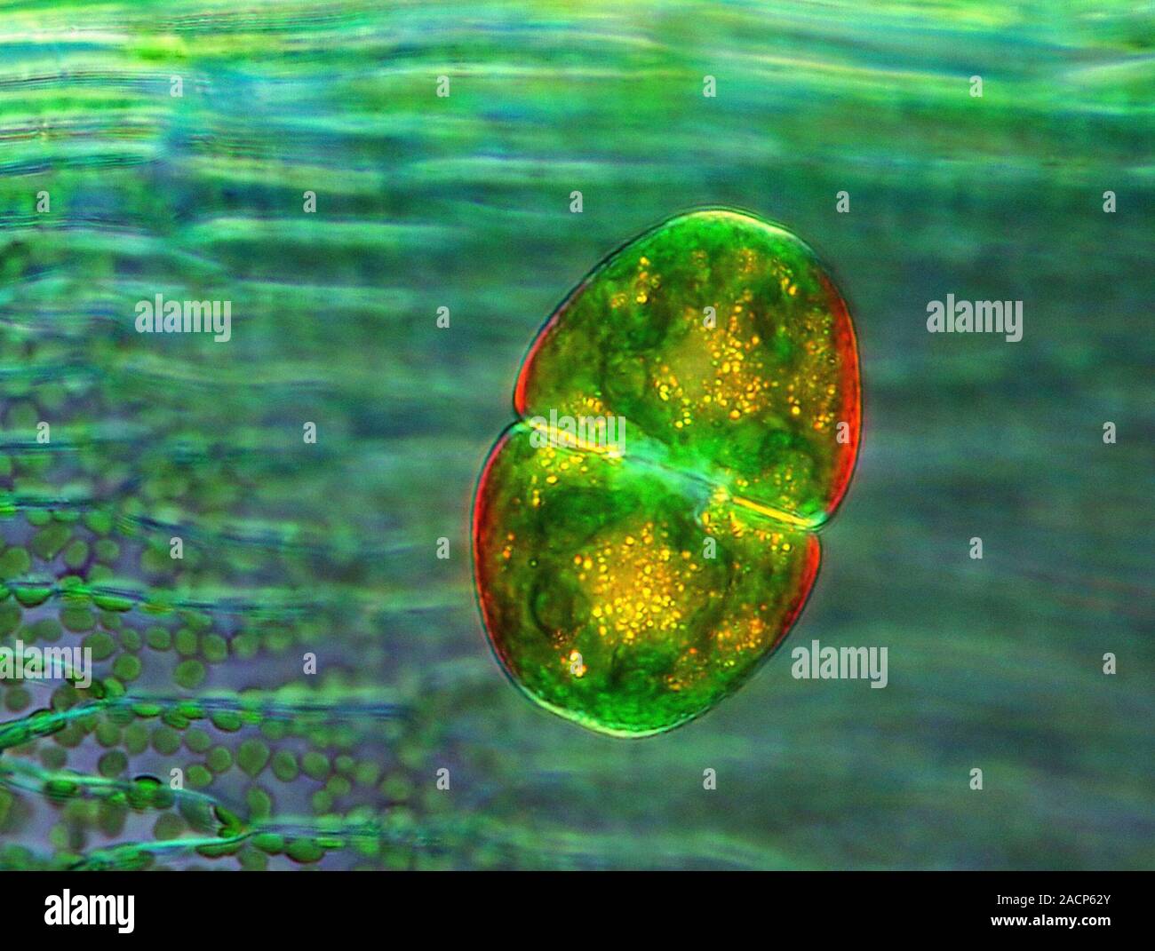 Cosmarium desmids. Polarised light micrograph of Cosmarium sp. desmid ...