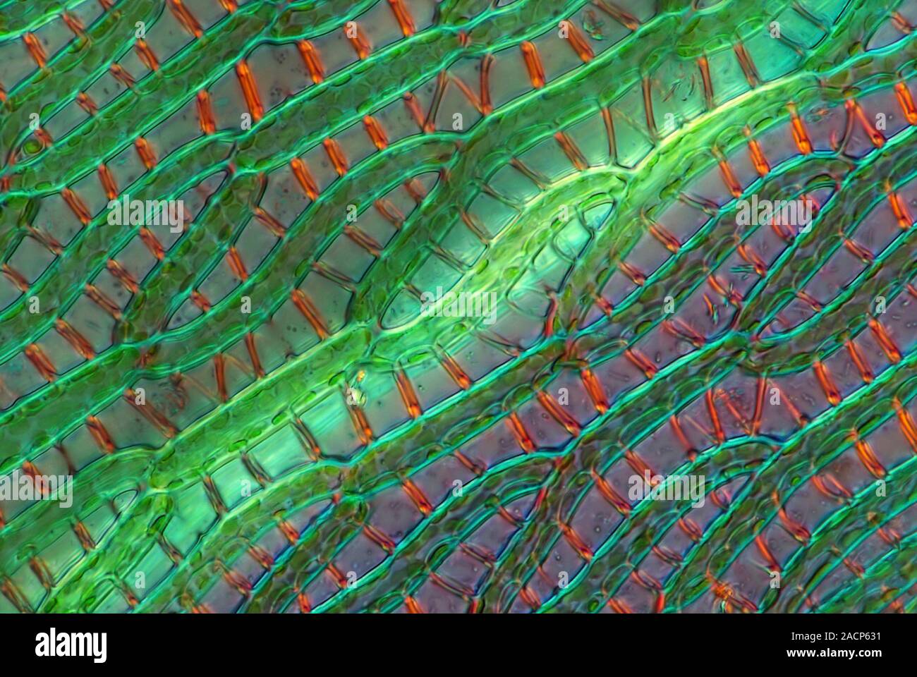 Sphagnum moss cells. Polarised light micrograph of a section through ...