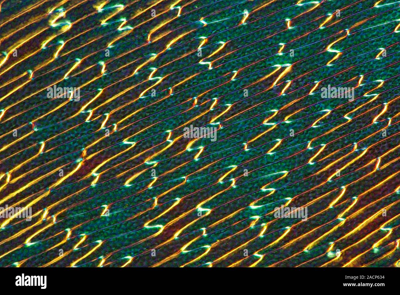Sphagnum moss cells. Polarised light micrograph of a section through ...