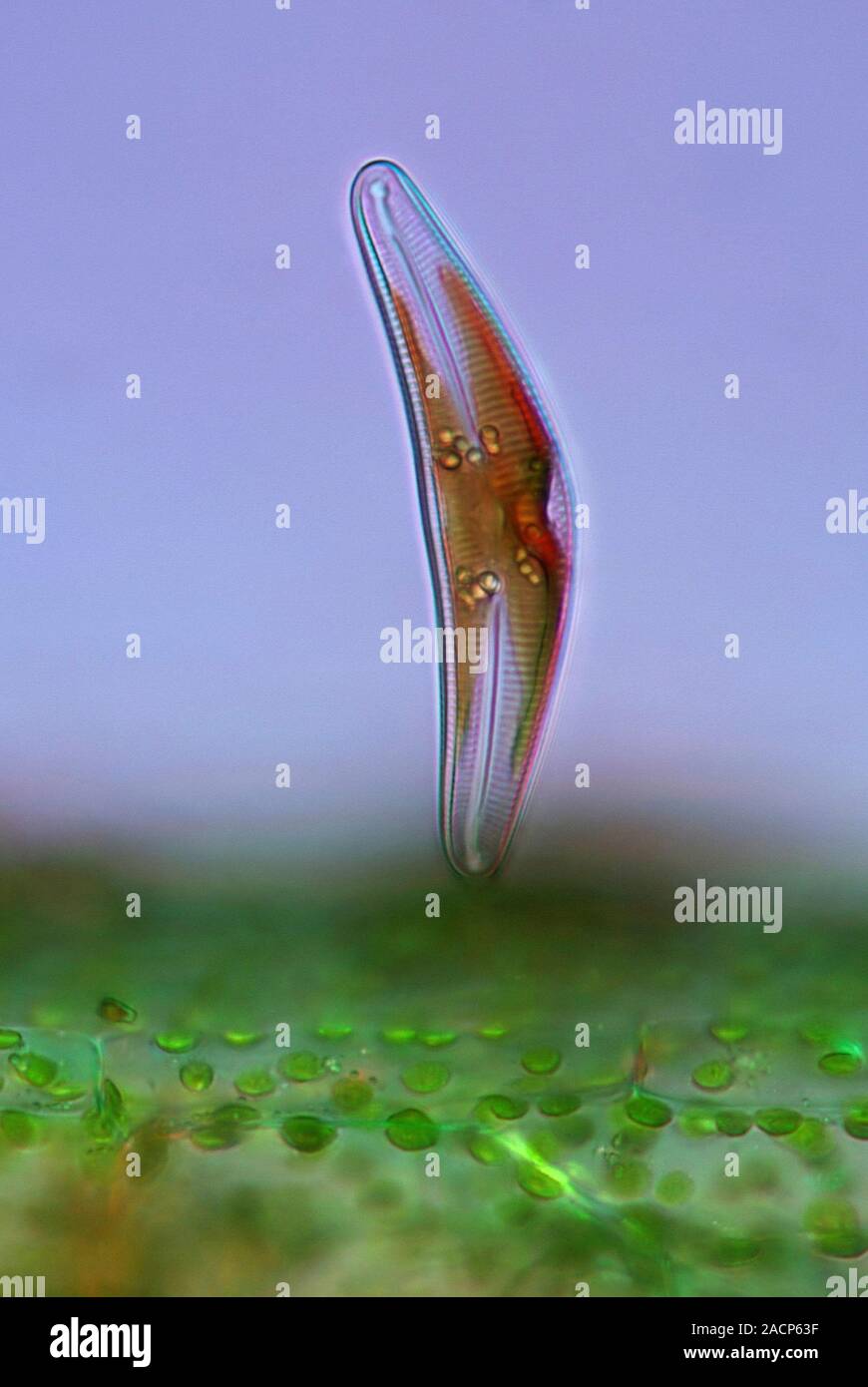 Diatom. Polarised light micrograph of a Cymbella sp. diatom. Diatoms ...