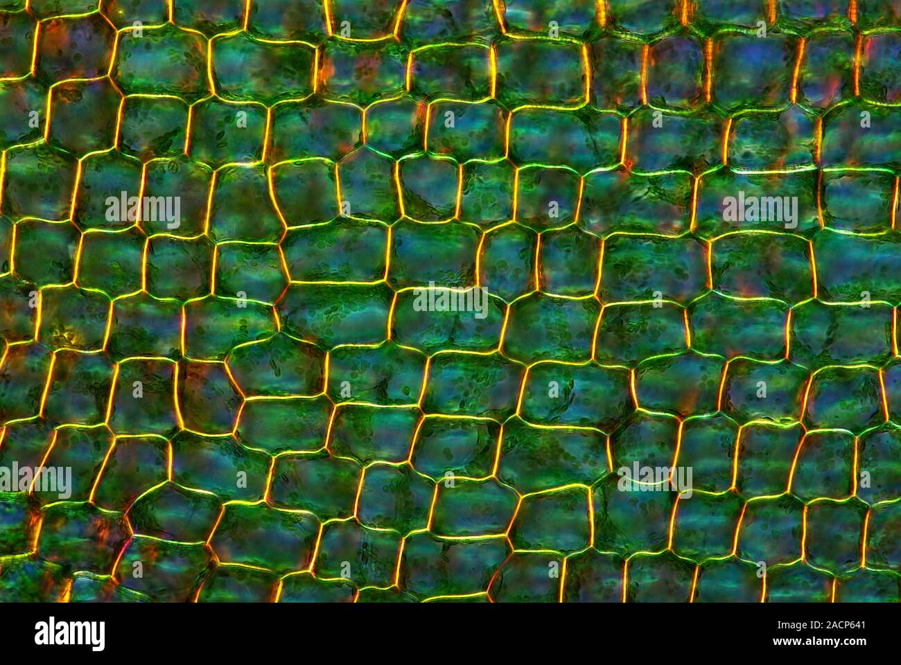 Canadian pondweed leaf. Light micrograph of a section through the leaf ...