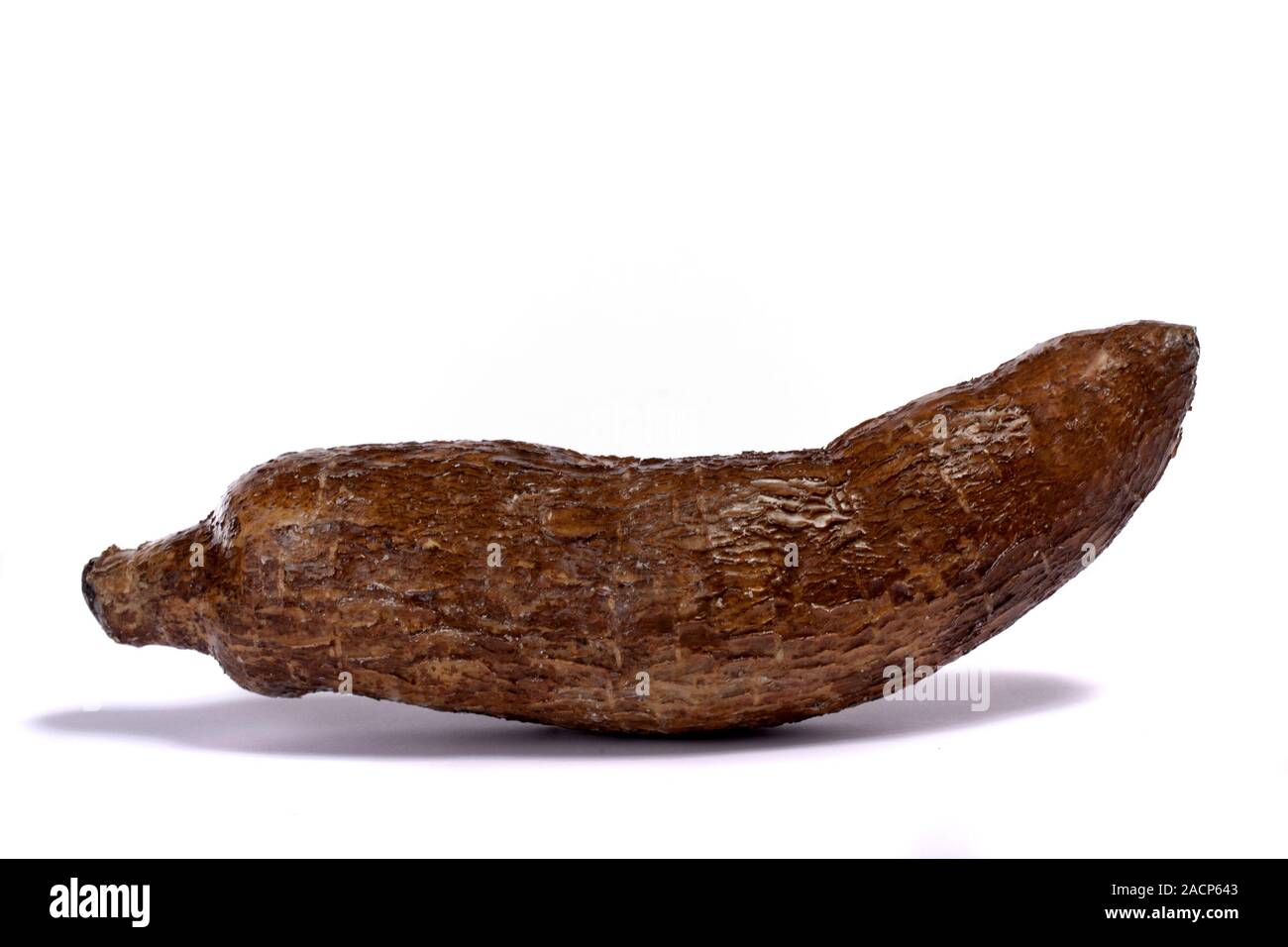 Cassava root and plant hi-res stock photography and images - Alamy