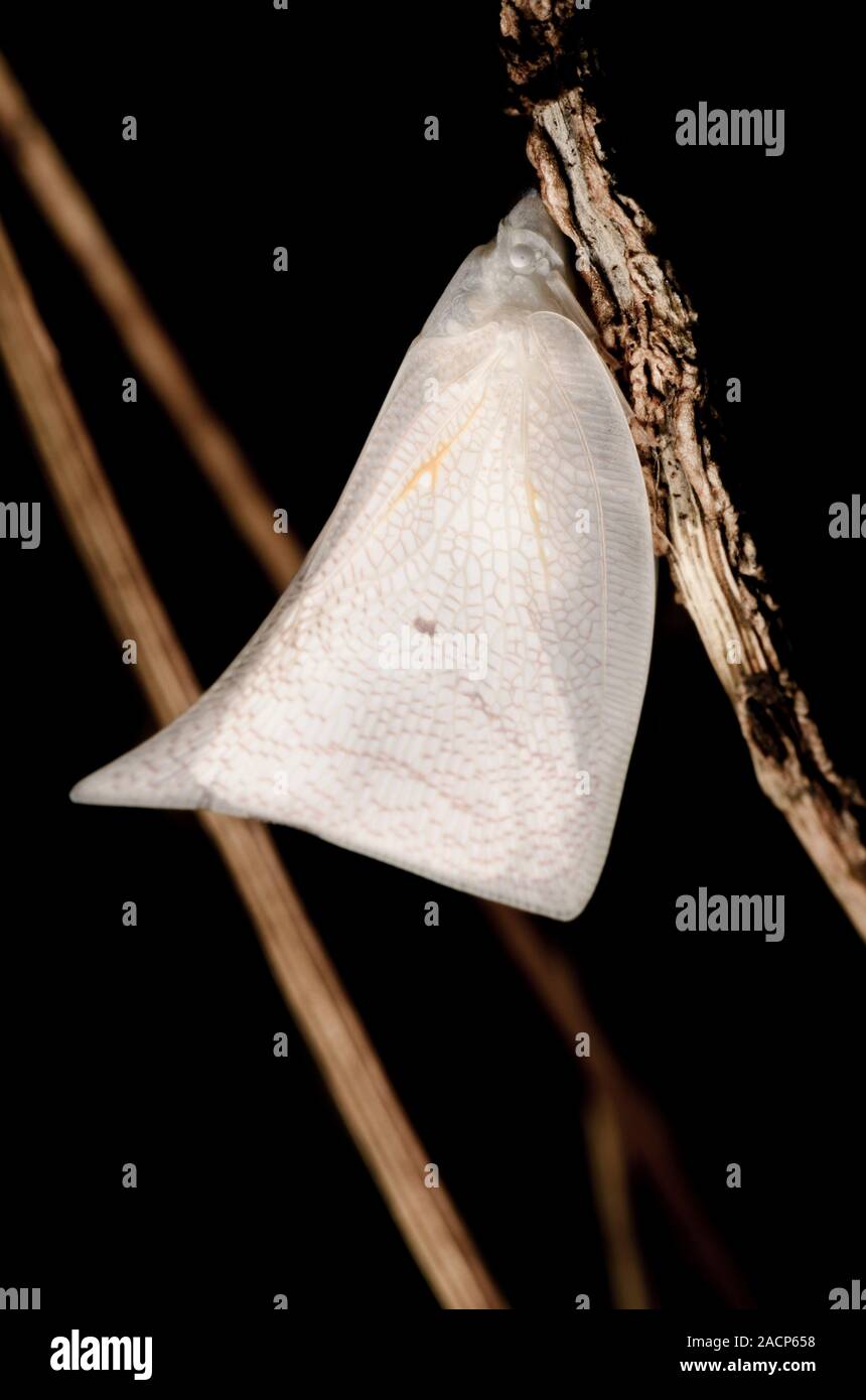 Fulgoroid plant-hopper (Lawana imitata) on a reed. Photographed in ...