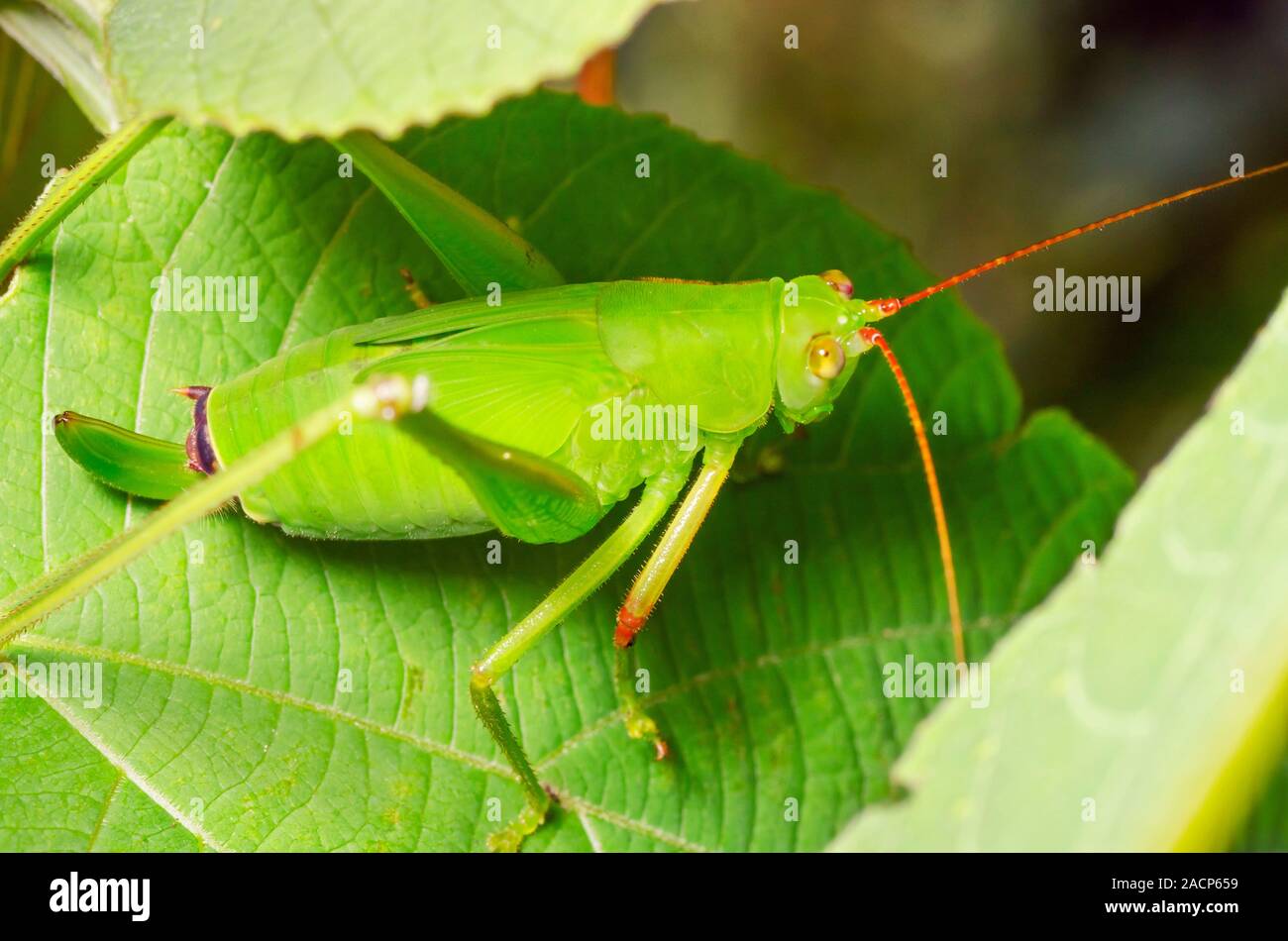 Bush cricket (family Tettigoniidae) on a leaf. Photographed in South ...