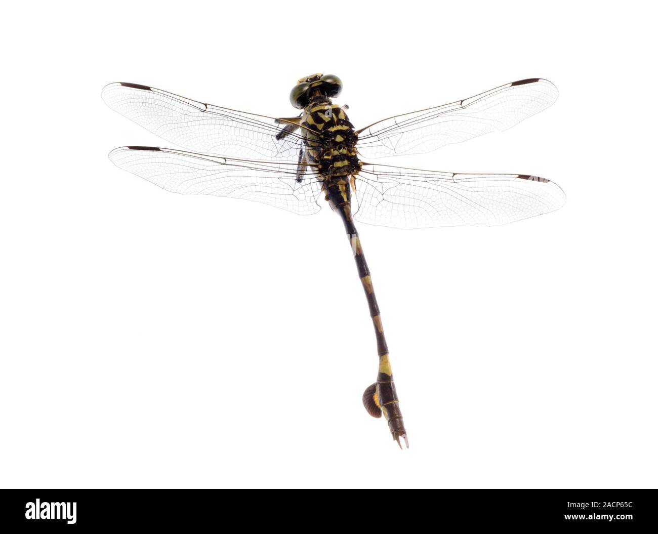 Golden flangetail dragonfly. The golden flangetail (Sinictinogomphus ...