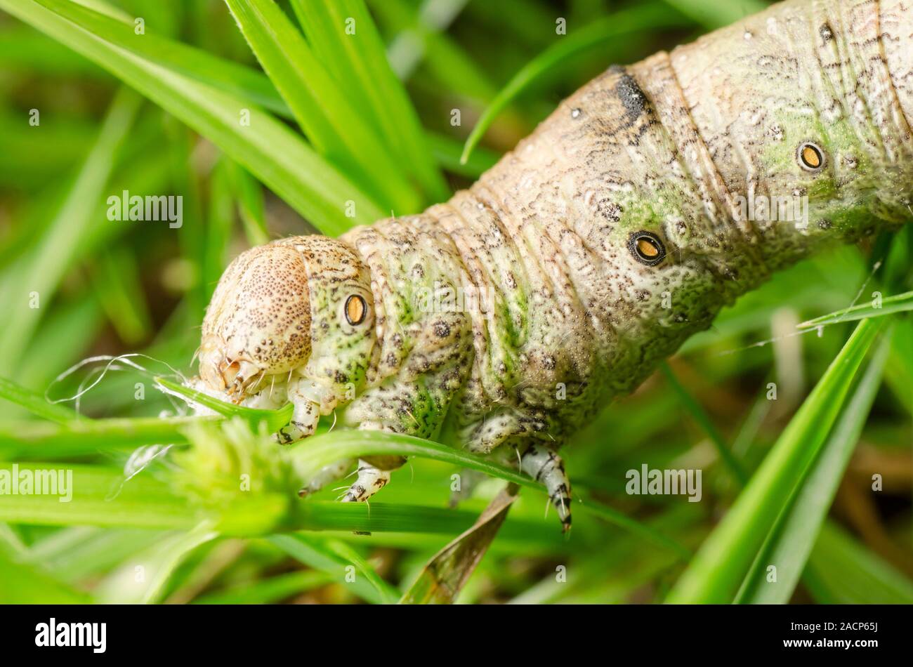 Moth (order Lepidoptera) caterpillar on grass. Photographed in South ...