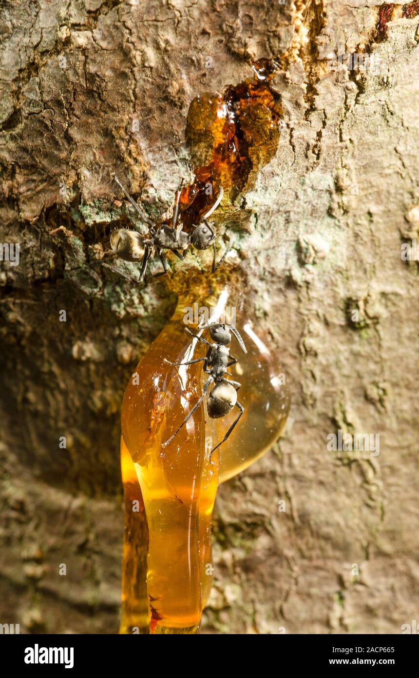 Resin and ants on a tree. Close-up of ants inspecting sap (resin) oozing from a tree trunk Stock ...