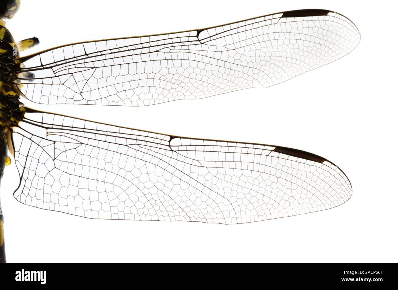 Dragonfly wing. Close-up of the wing of a golden flangetail ...