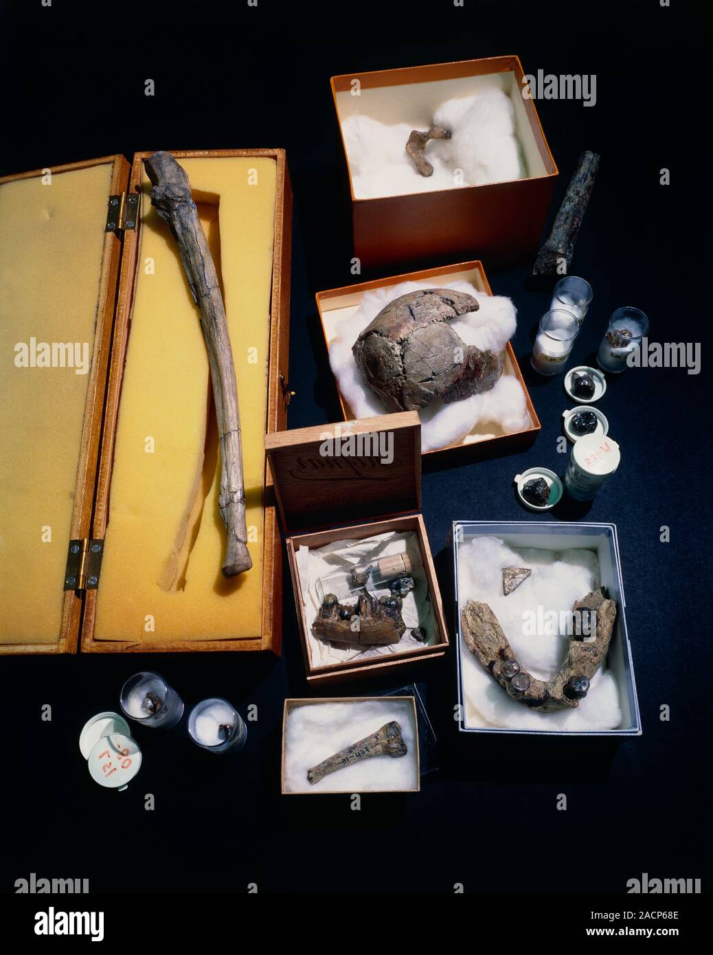 Collection of hominid remains. These remains were found in the Omo ...