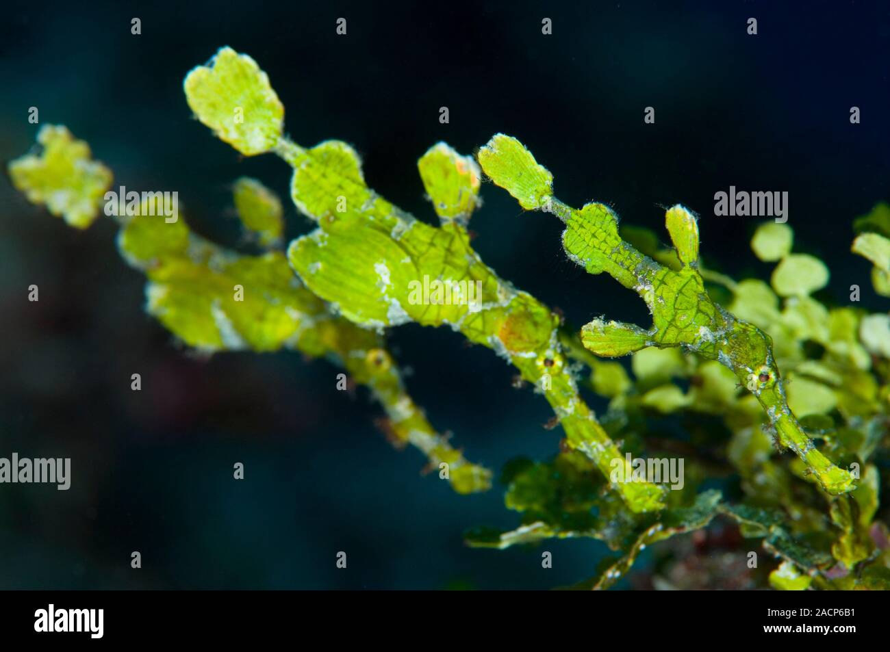 A group of halimeda ghost pipefish, Solenostomus halimeda. A group of ...