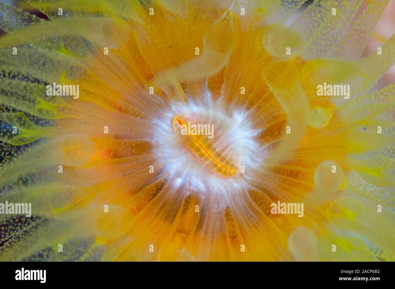 Polyp detail of an anemone Tubastraea sp. showing mouth feeding at ...