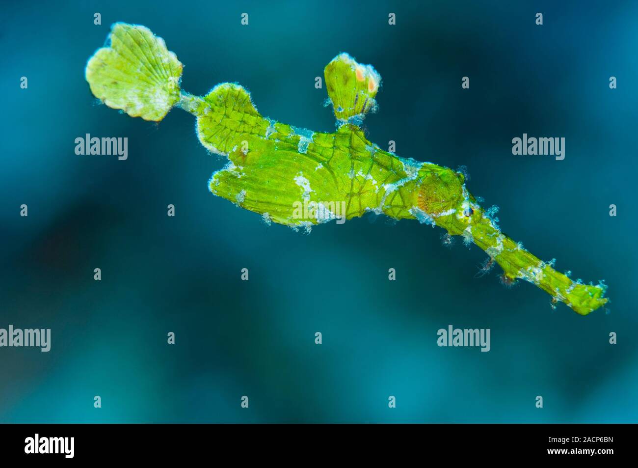 A juvenile Halimeda ghost pipefish, Solenostomus halimeda. Photographed ...