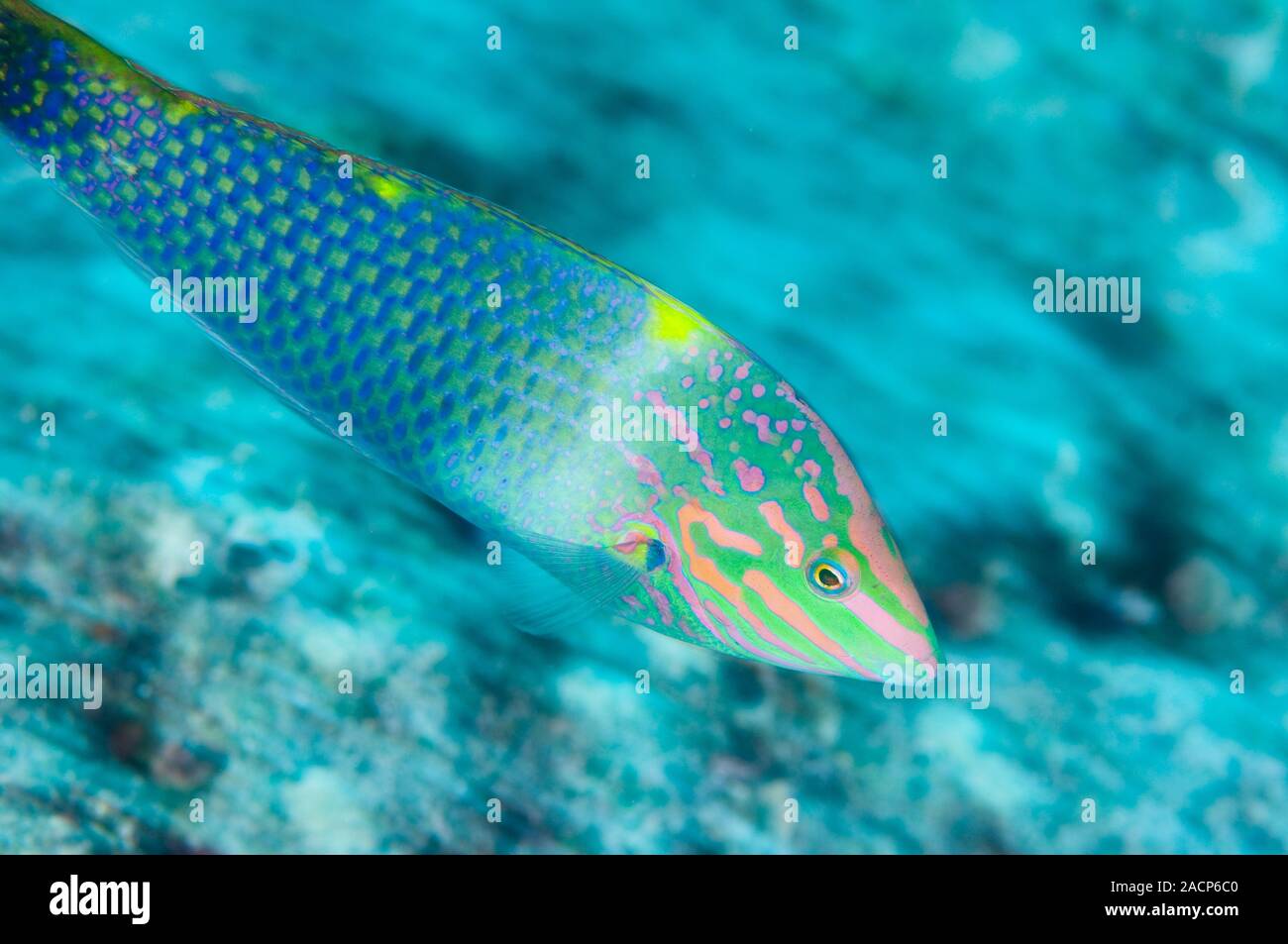 A checkerboard wrasse, Halichoeres hortulanus. Show with a slow shutter ...