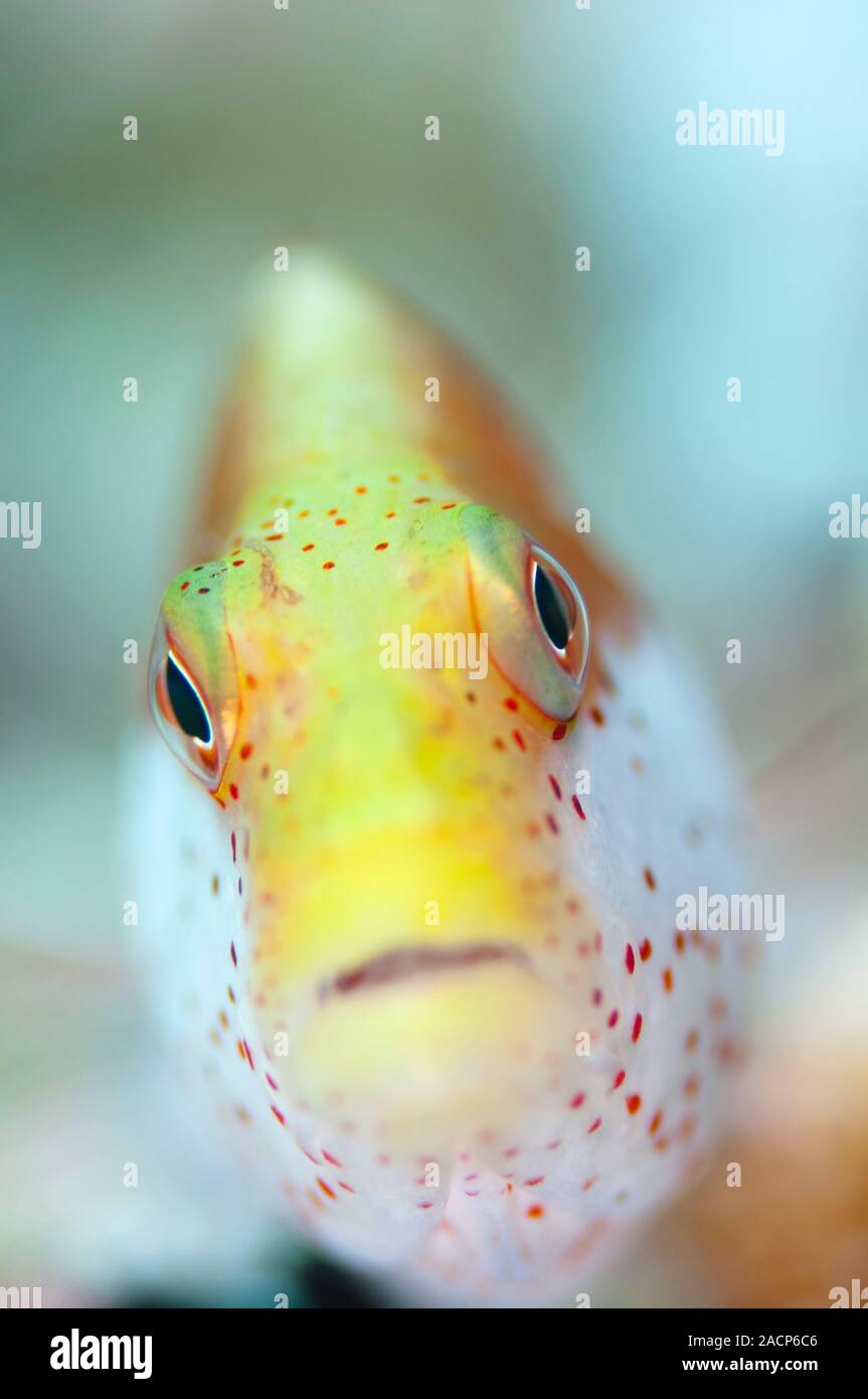 Portrait of a freckled hawkfish, Paracirrhites forsteri. Photographed ...