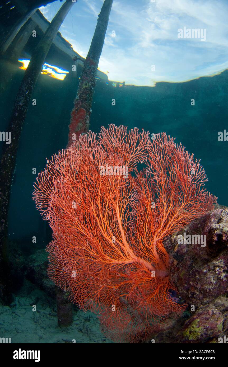 Red sea fan growing in clear still water underneath jetty. Photographed ...