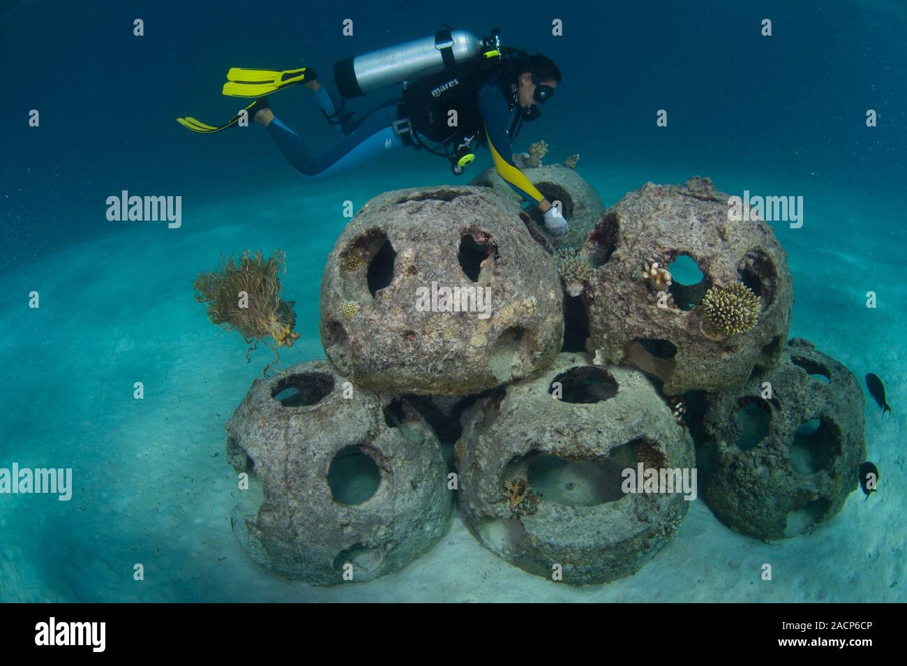A diver checks reef balls in place on seabed to form an artificial reef ...