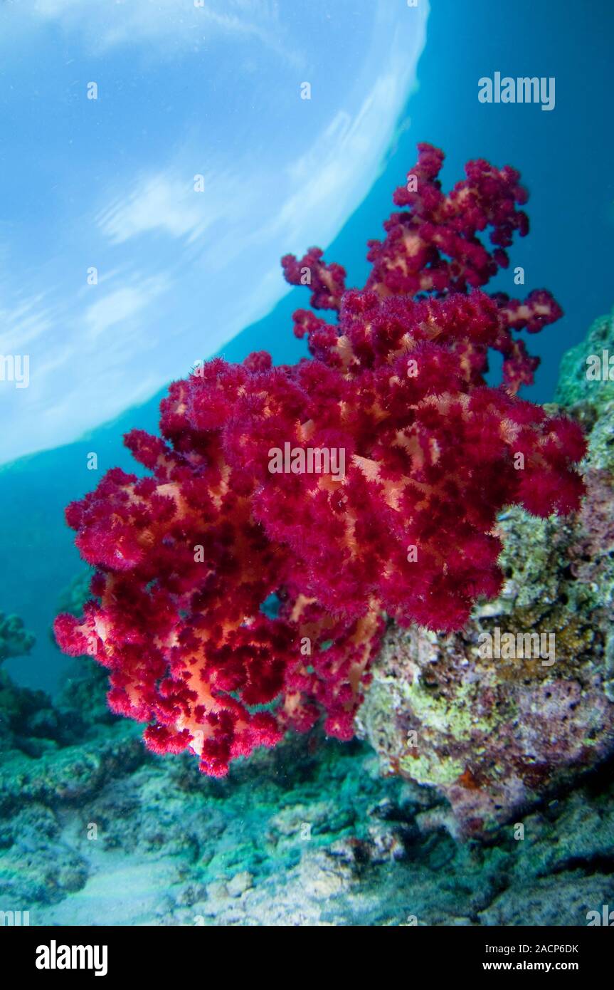Soft coral showing snells window behind in the surface of the water ...