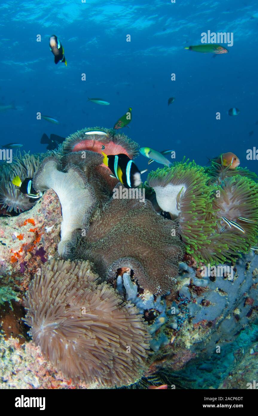 A healthy reef scene with endemic anemonefish at North Ari Atoll ...