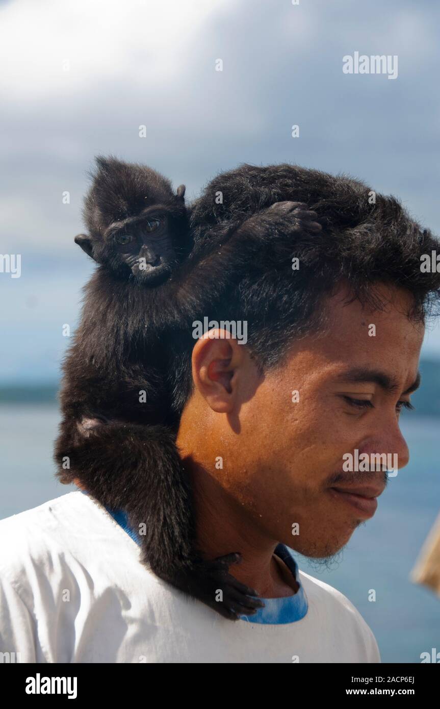 Indonesian man with pet macaque monkey on head in Halmahera, Maluku ...