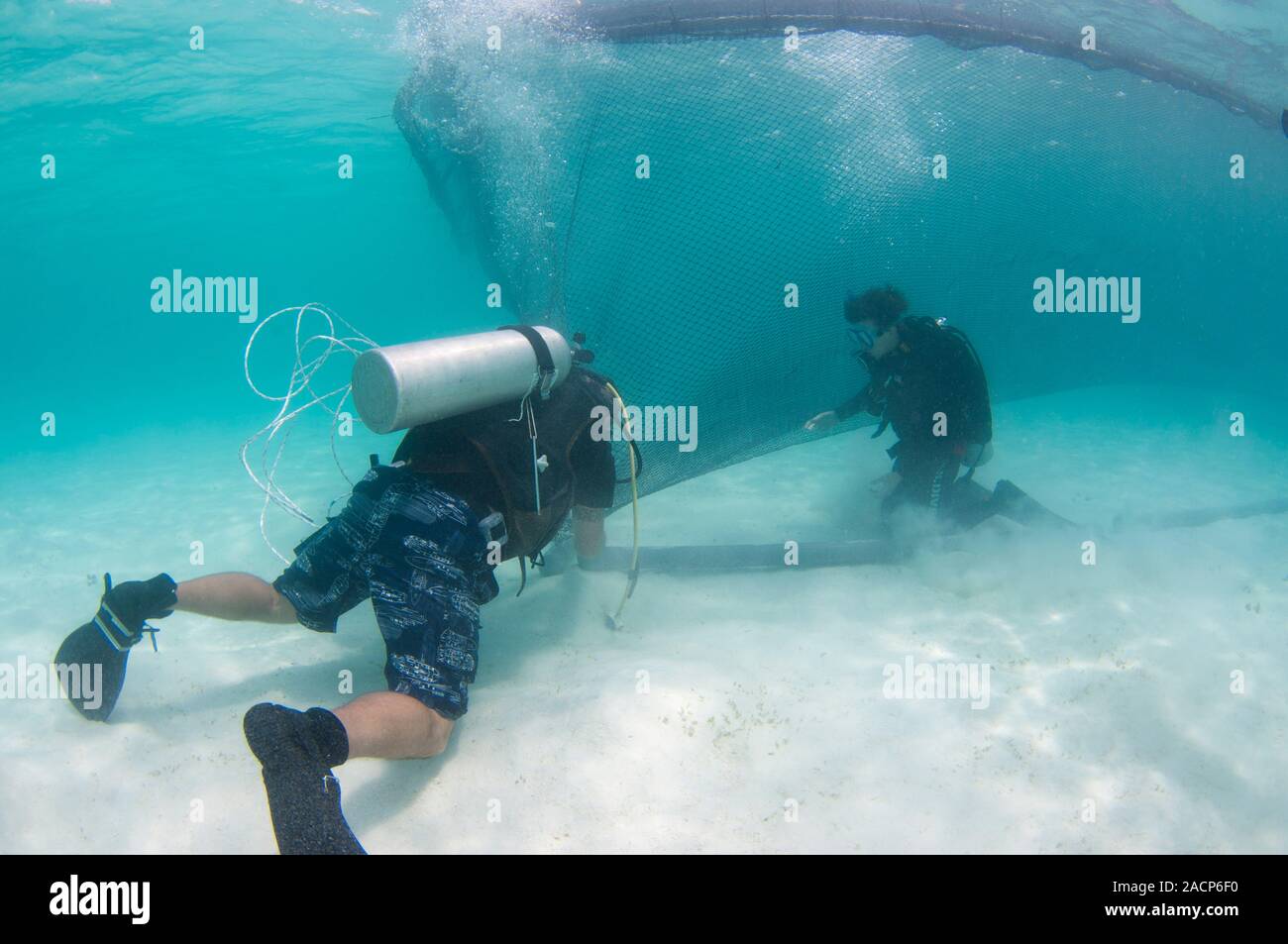 Divers work with scuba equipment and ropes to secure a netted enclosure ...