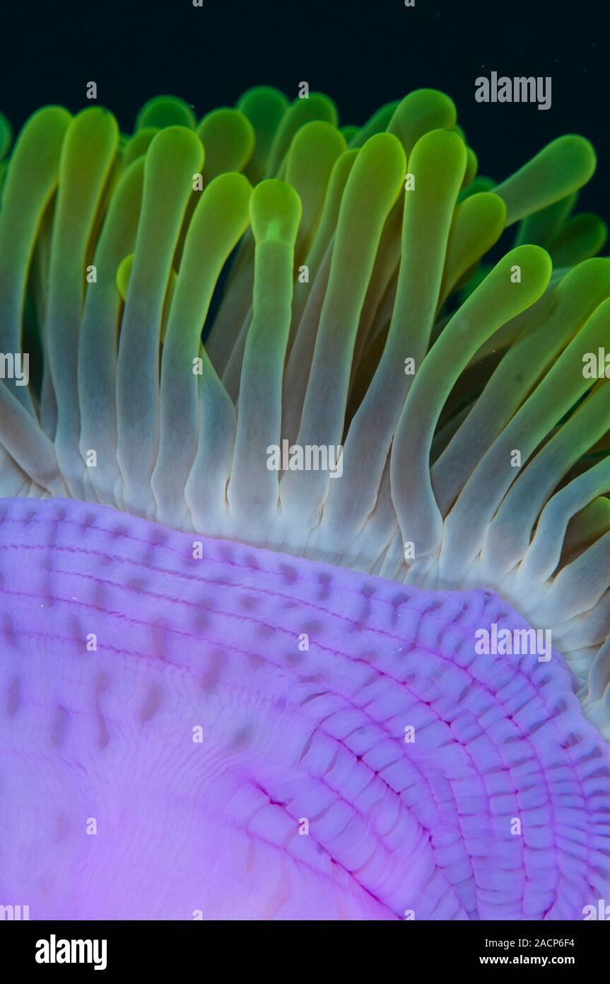 Detail of a magnificent sea anemone, Heteractis magnifica. Photographed ...