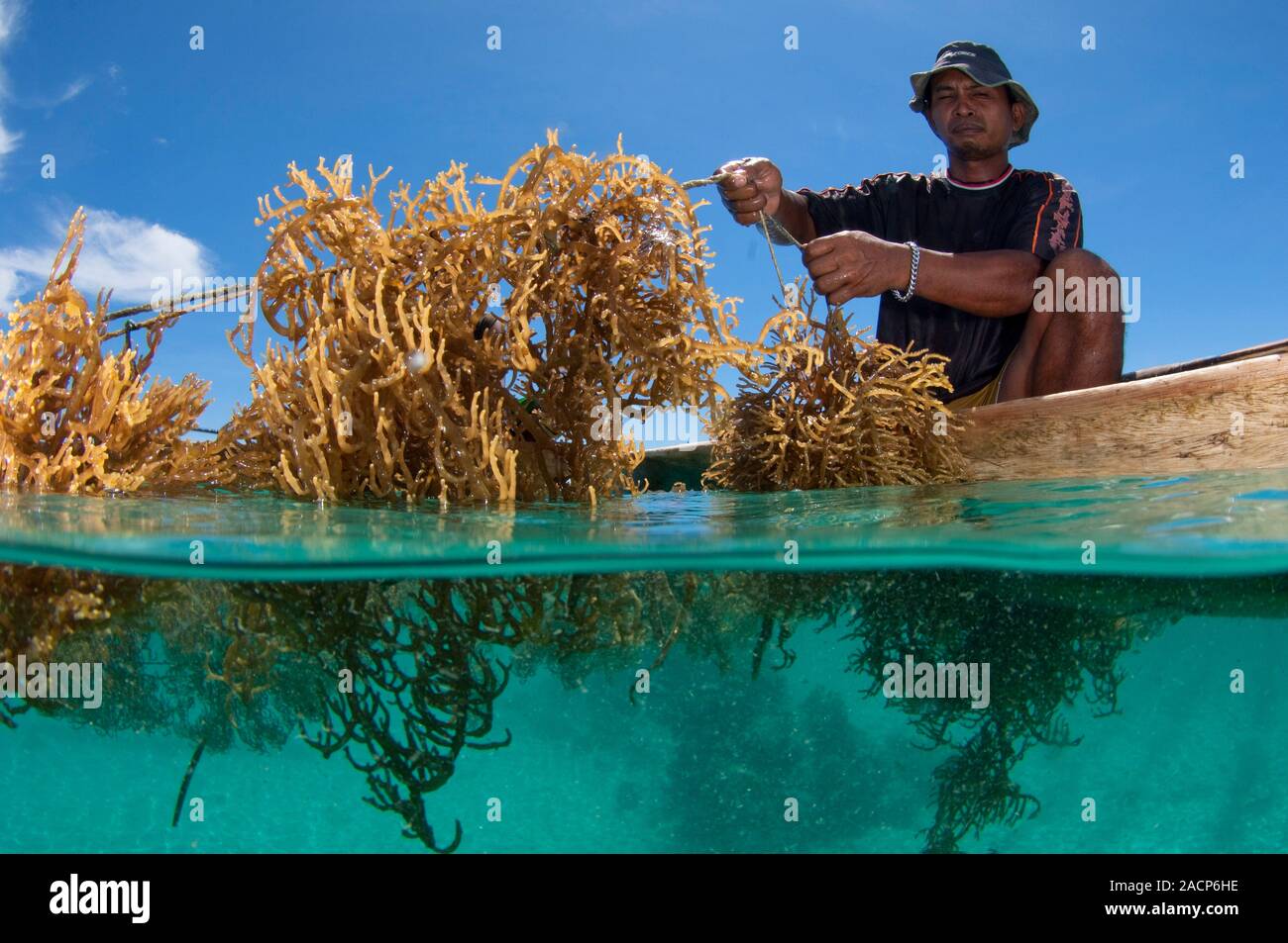 Seaweed farming, being grown as a source of income that doesn't impact ...