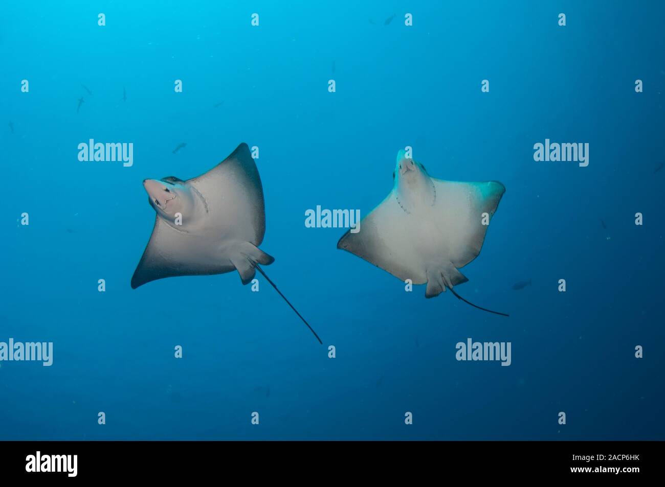 A pair of spotted eagle ray, Aetobatus narinari, showing underside of ...