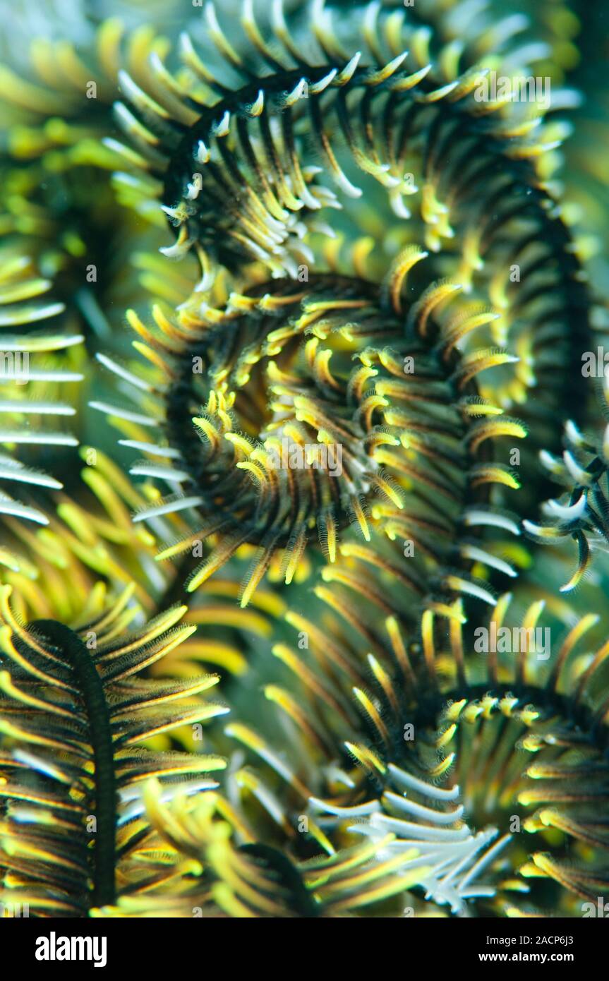 Close up of the arm of a feather star or crinoid, Crinoidea sp ...