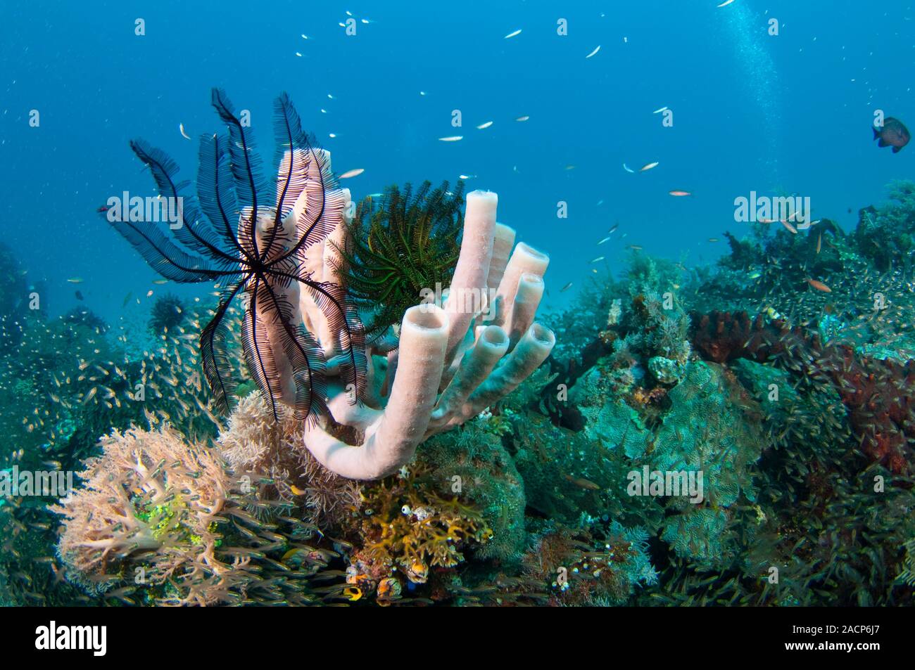 Glassfish, Ambassis macracanthus, surrounding healthy coral reef with ...