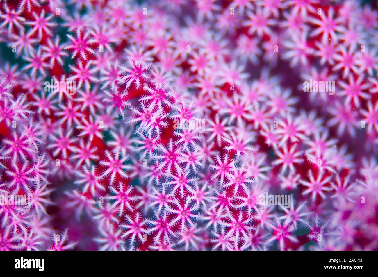 A close up of coral polyps, showing an abstract pattern intheir detail ...