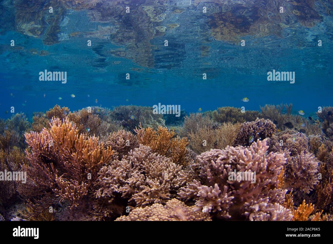 Refelection of shallow reef. Photographed off Tafaga, Moti Island ...