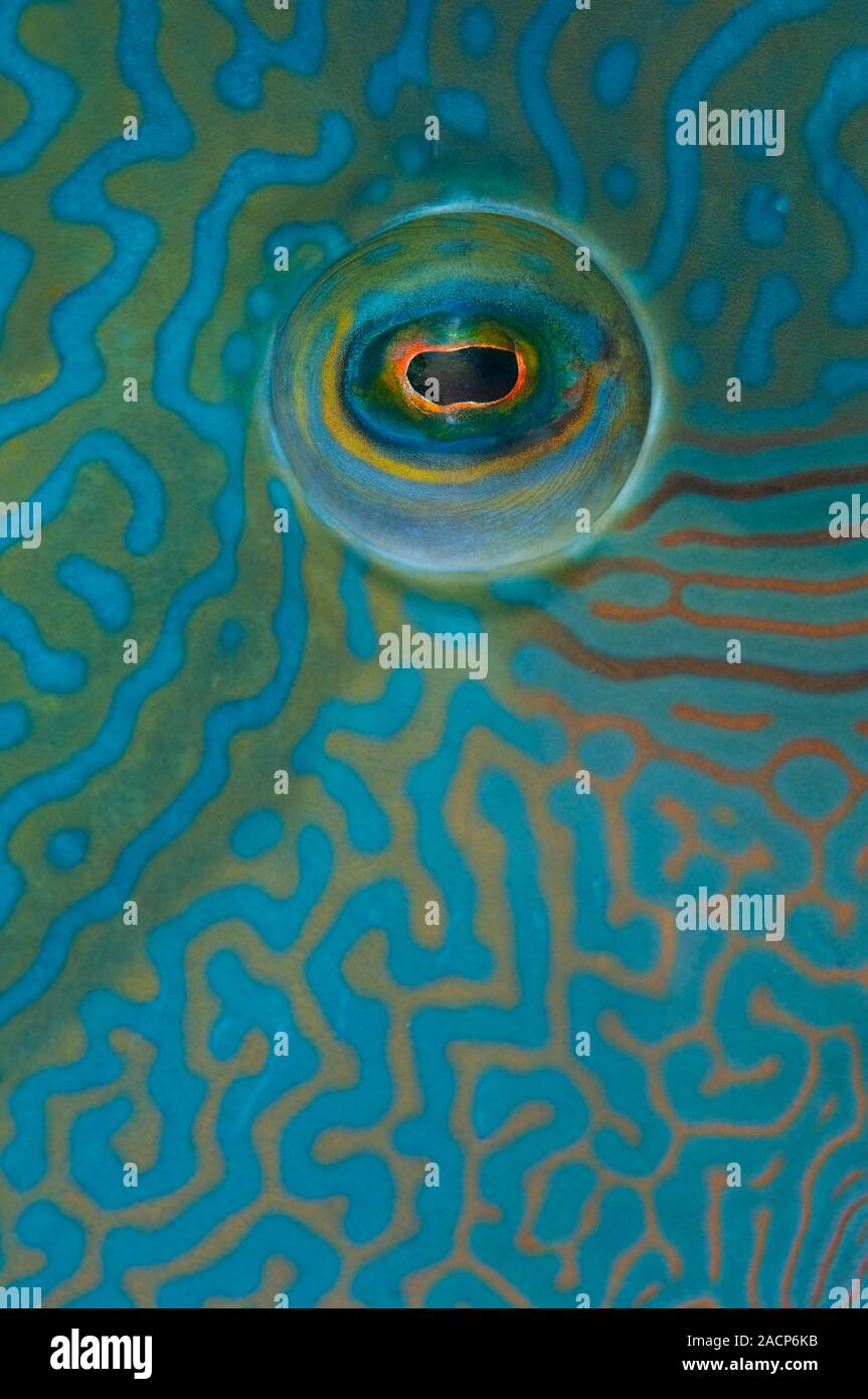 A close up of the pattern surrounding the eye of a napoleon wrasse ...