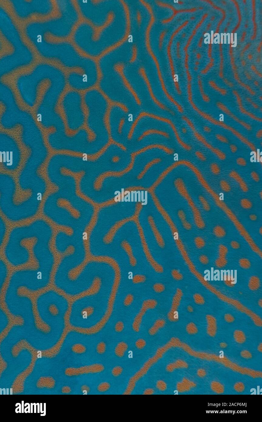 A close up of the pattern of the skin of a napoleon wrasse, Cheilinus ...