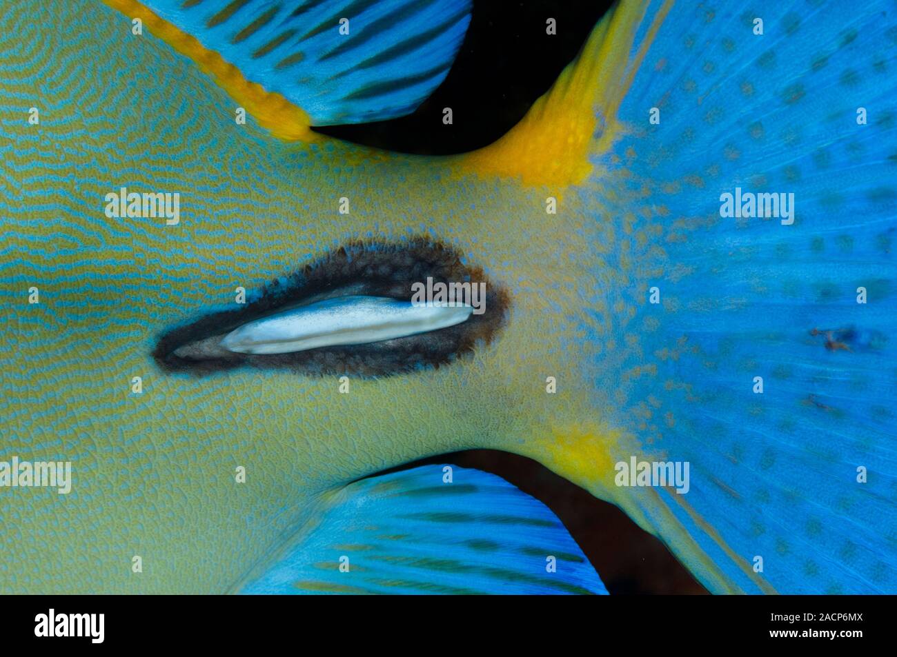An eyestripe surgeonfish, Acanthurus dussumieri. The surgeonfish got ...